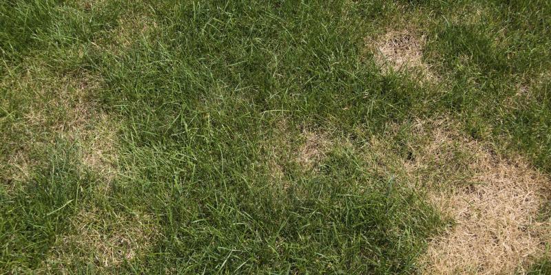 How to Identify and Control Chinch Bugs in Your Lawn - Aggieland Green