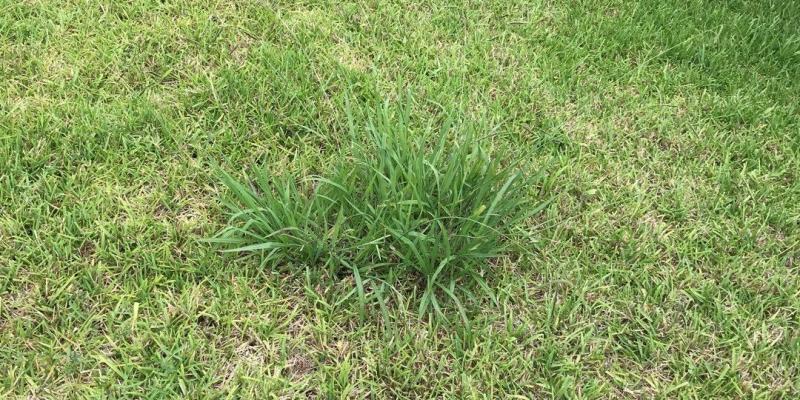 How to Identify and Get Rid of Dallisgrass in Your Lawn - Aggieland Green