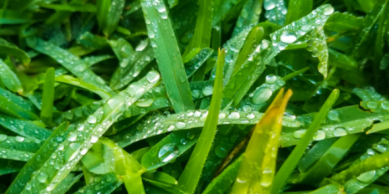 Weekend Watering Recommendations - January 27th, 2023 - Aggieland Green