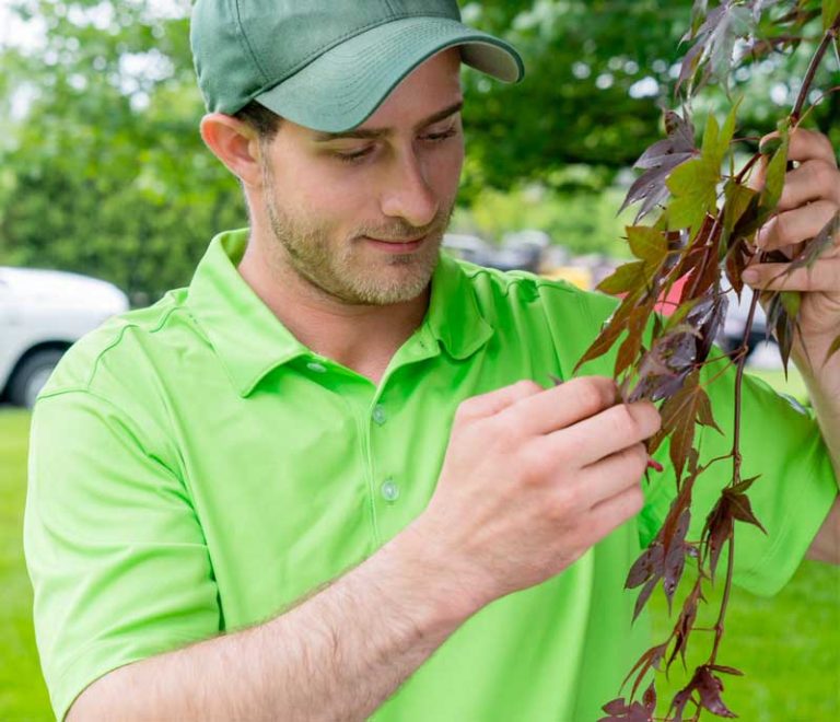 Lawn Care in College Station & Houston Area | Aggieland Green