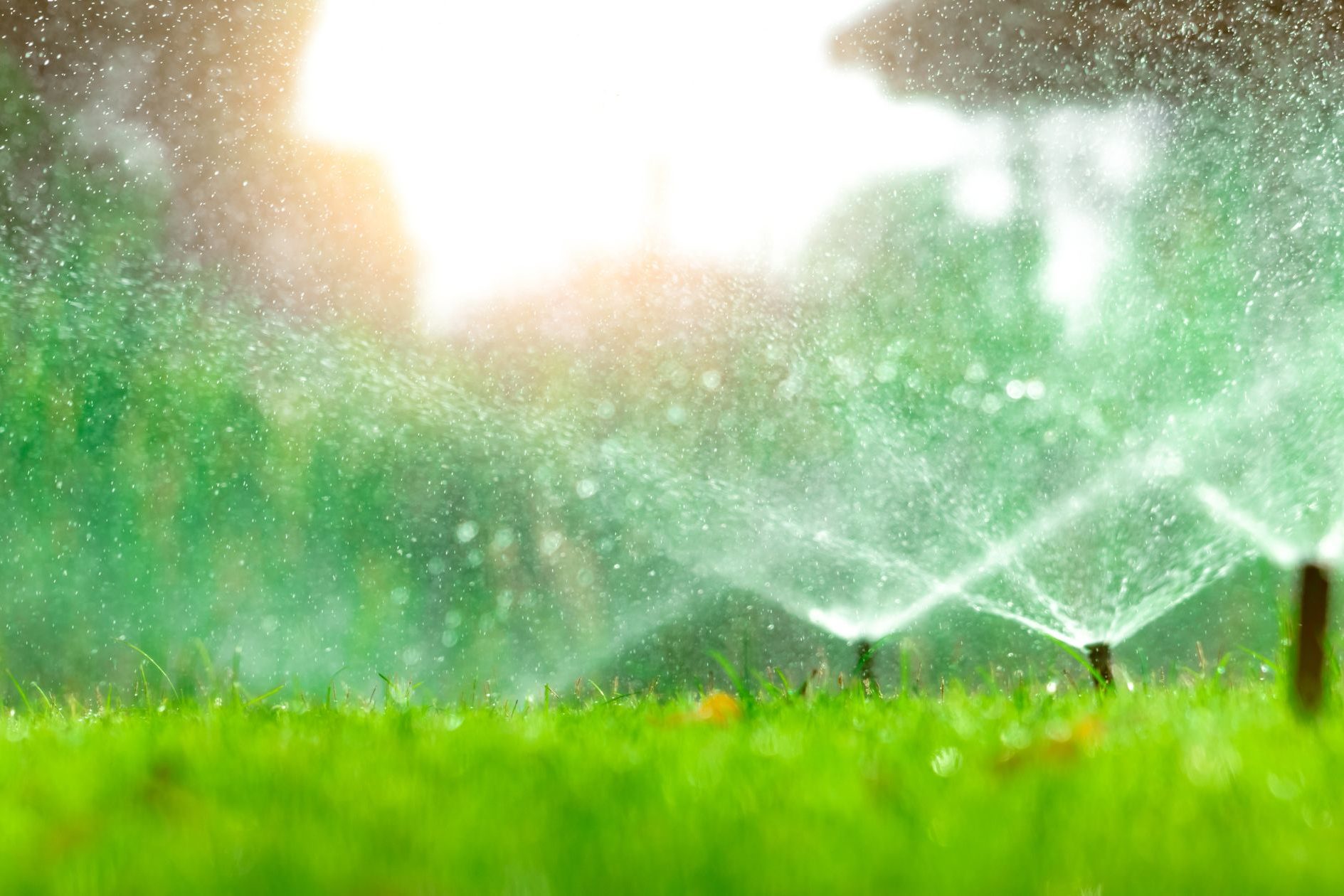 Weekly Watering Recommendations, June 16th | Aggieland Green