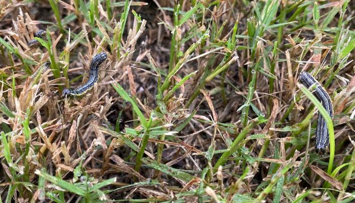 Armyworms Spotted in Texas Lawns | Aggieland Green