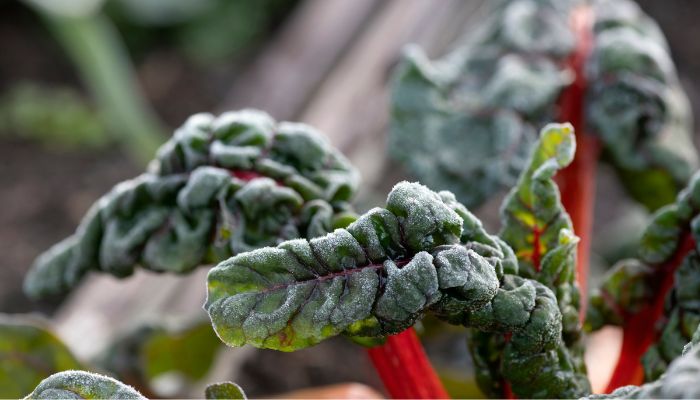 Frost Damage on Texas Trees and Shrubs | Aggieland Green