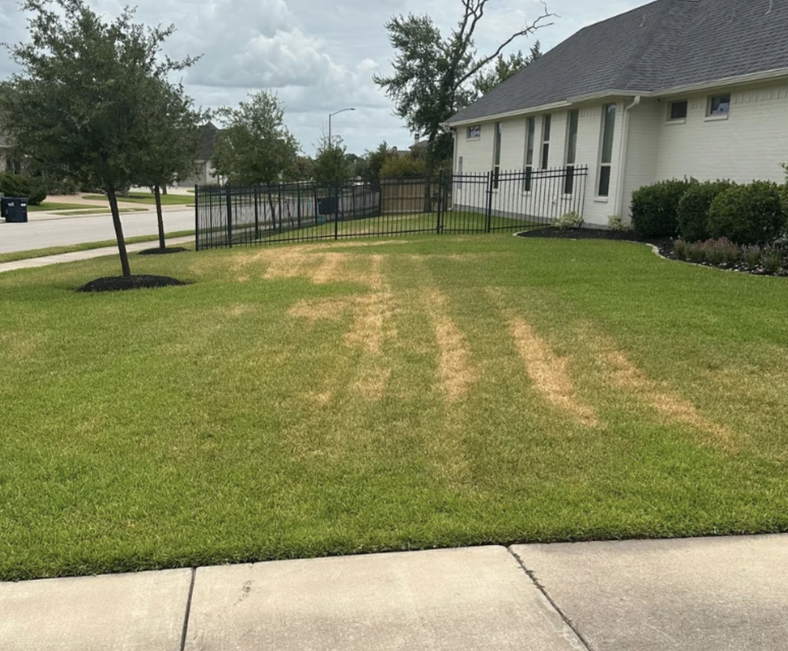 Heat Stress on Texas Lawns | Aggieland Green