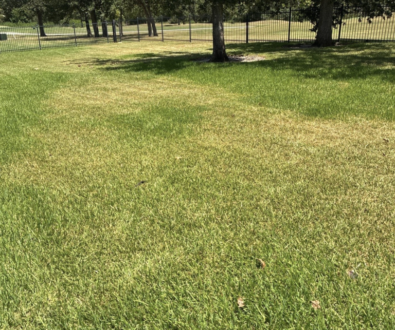 Heat Stress on Texas Lawns | Aggieland Green